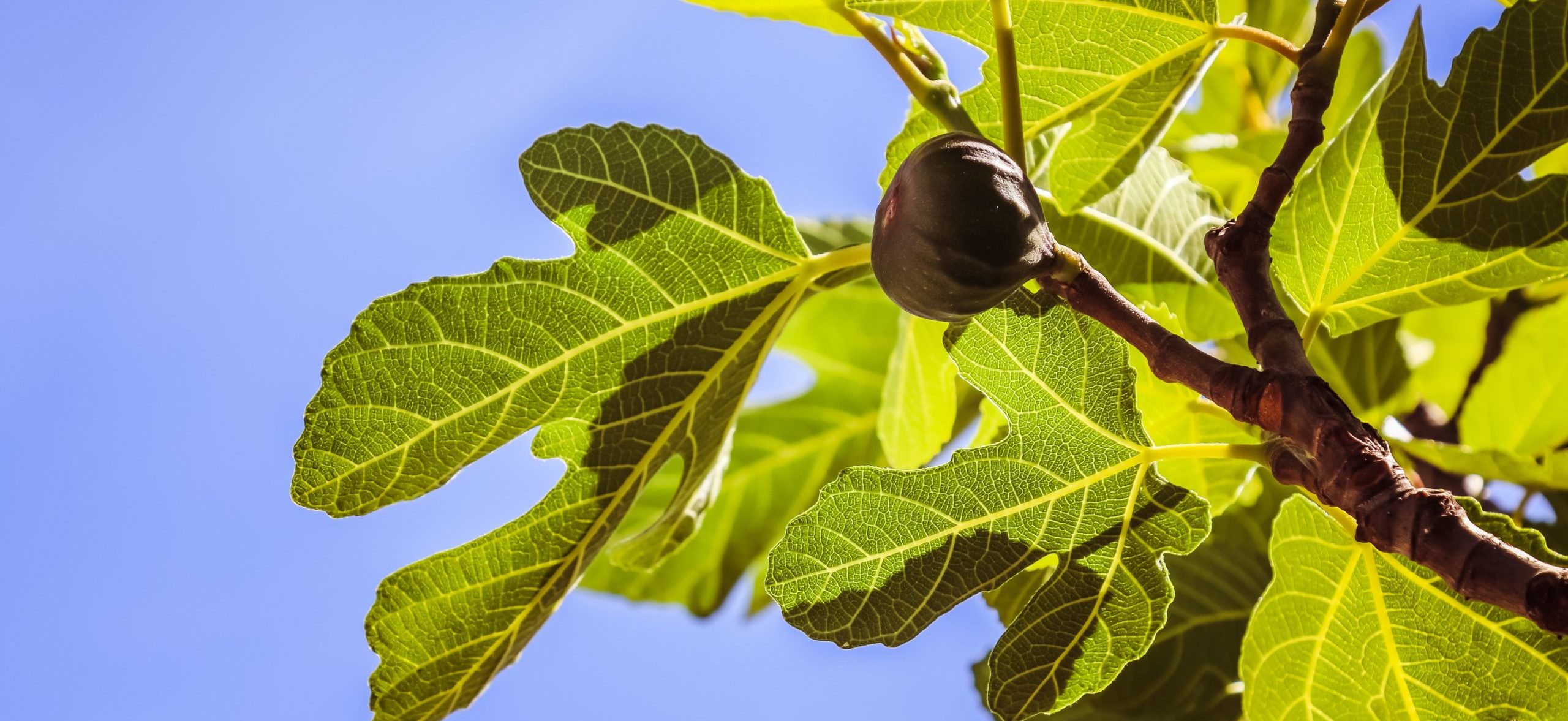 The Fig Tree | St Benedict's Episcopal Church